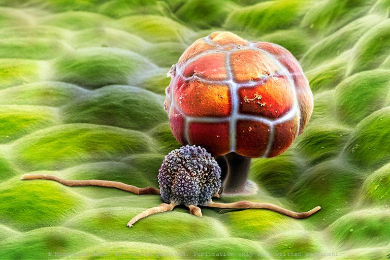 Germinating Fungus Spore (Original of Evil) | Micronaut: The fine art ...