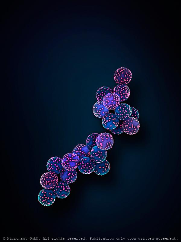 Cell Wars | Micronaut: The fine art of microscopy by science ...