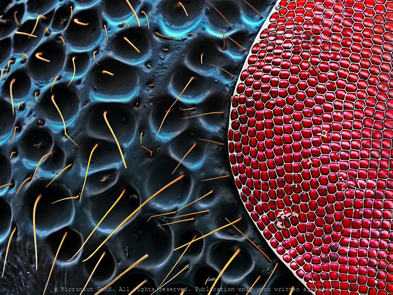 Vision | Micronaut: The fine art of microscopy by science photographer ...