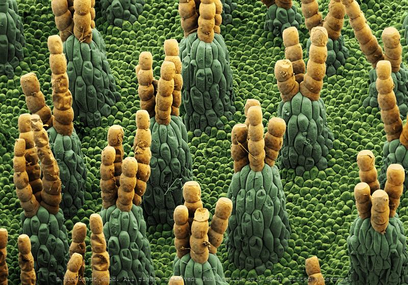 Microcosm II (plants & fungi) | Micronaut: The fine art of microscopy ...