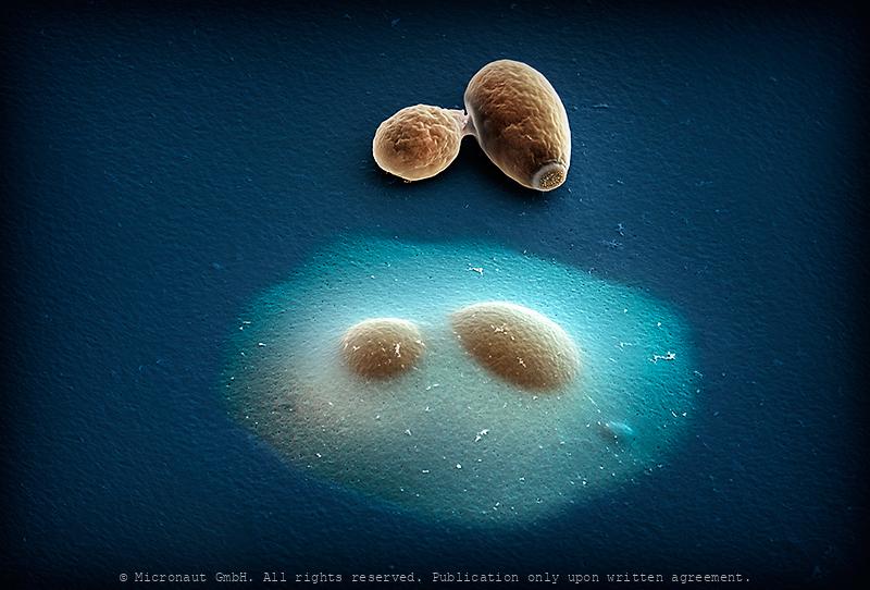 Chasing Microbes | Micronaut: The fine art of microscopy by science ...