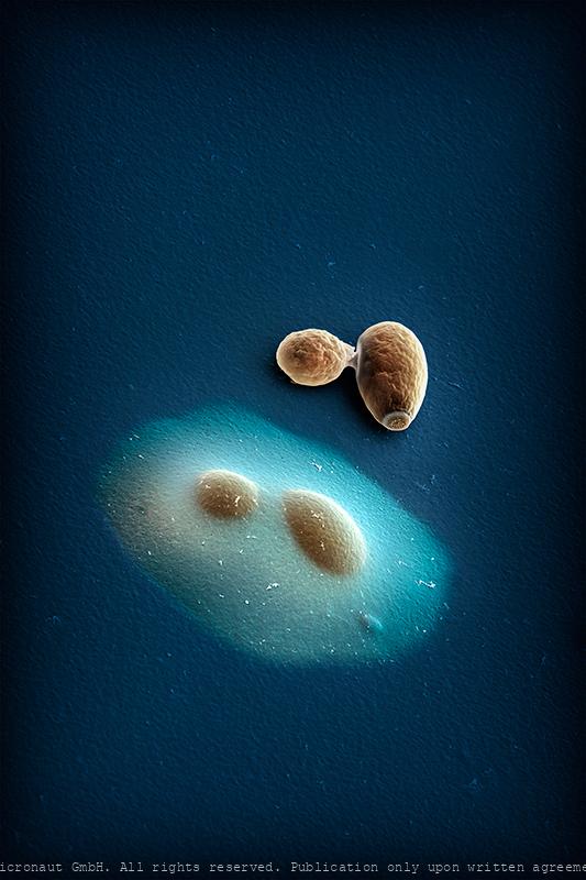 Science | Micronaut: The fine art of microscopy by science photographer ...