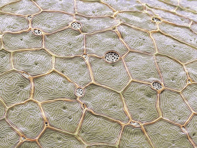 Microcosm I (animals) | Micronaut: The fine art of microscopy by ...