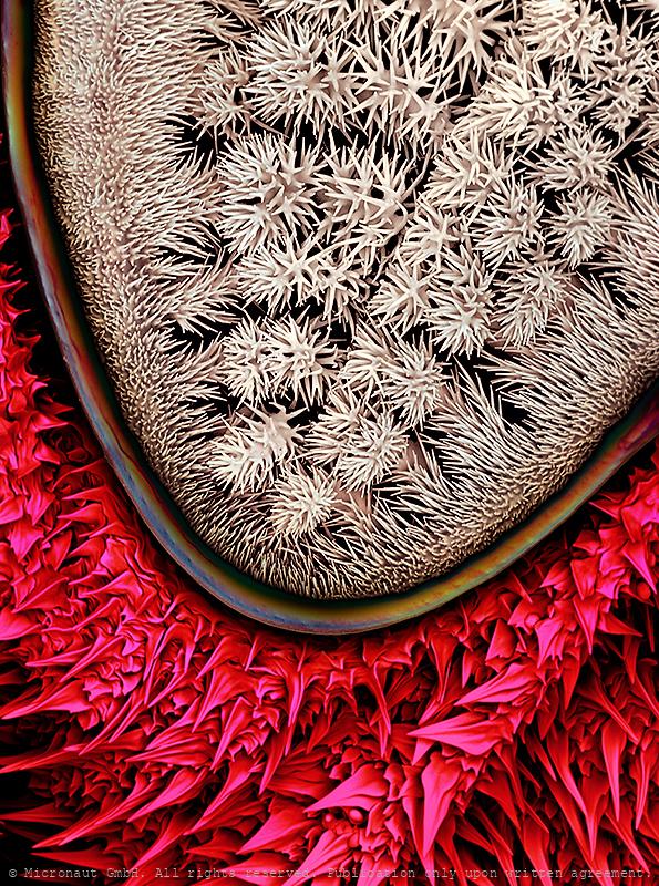 Microcosm I (animals) | Micronaut: The fine art of microscopy by ...