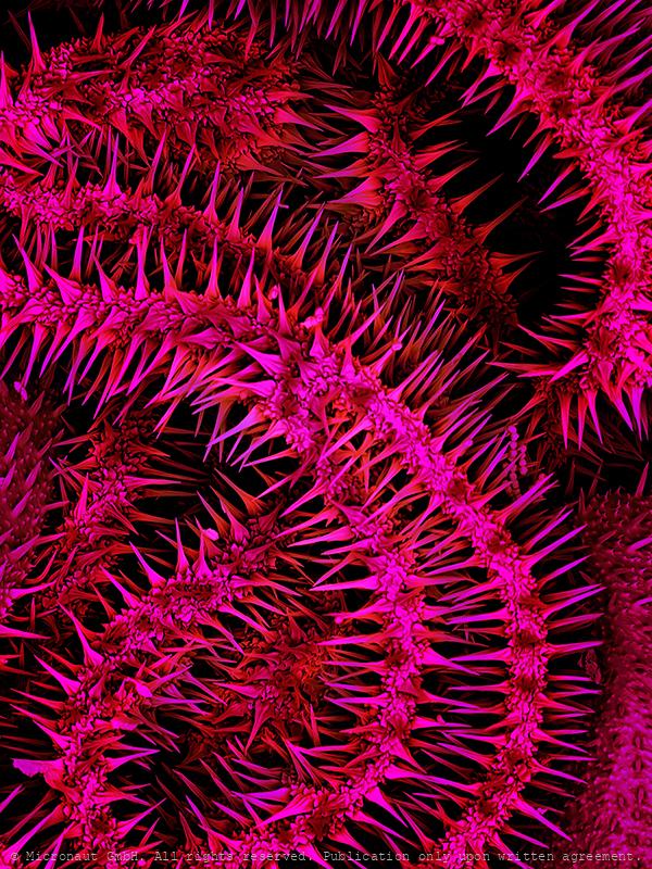 Microcosm I (animals) | Micronaut: The fine art of microscopy by ...