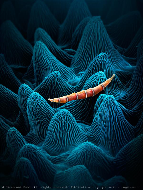 New Images | Micronaut: The fine art of microscopy by science ...