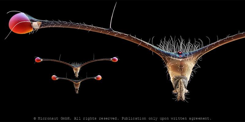 Vision | Micronaut: The fine art of microscopy by science photographer ...