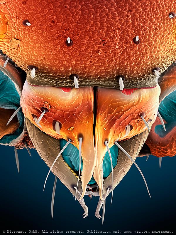 Microcosm I (animals) | Micronaut: The fine art of microscopy by ...