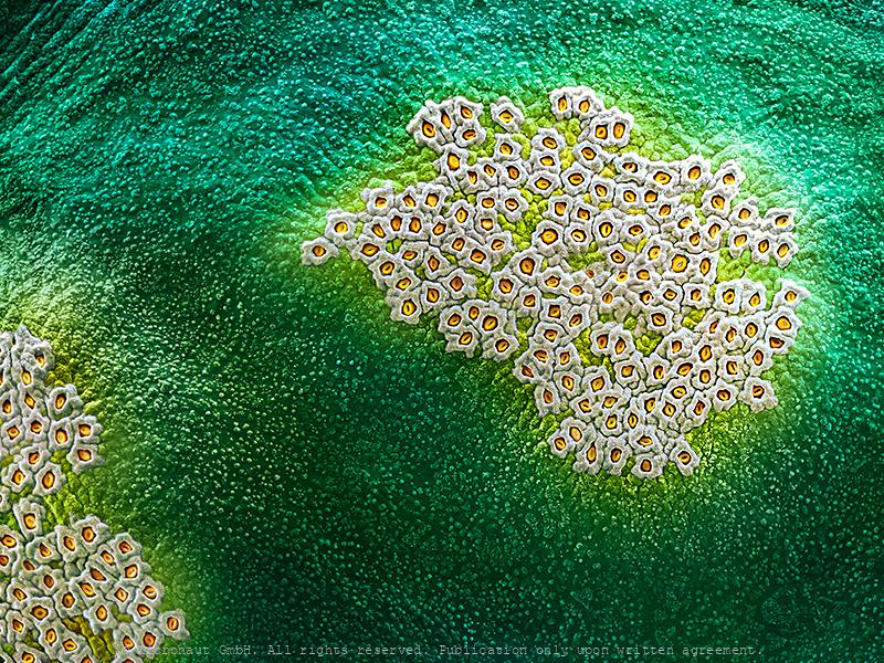 Microcosm II (plants & fungi) | Micronaut: The fine art of microscopy ...