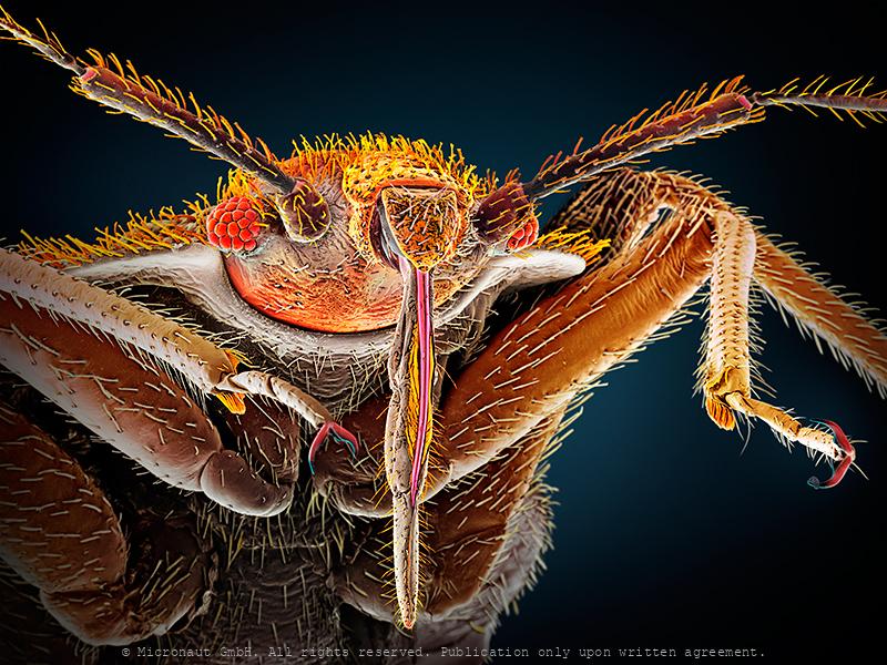 New Images | Micronaut: The fine art of microscopy by science ...