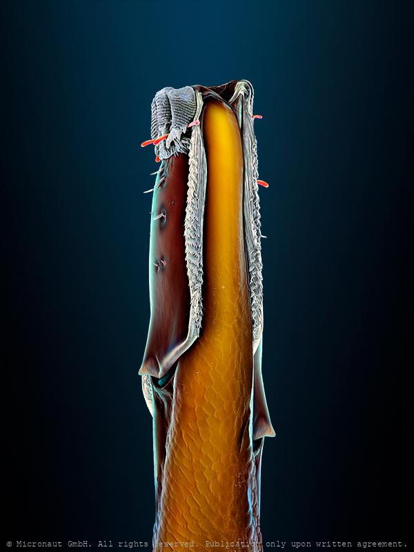 Microarchitecture of the tsetse fly proboscis (Nr.2) | Micronaut: The ...
