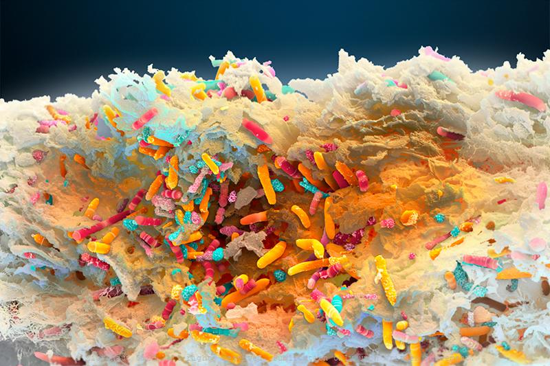 Chasing Microbes | Micronaut: The fine art of microscopy by science ...