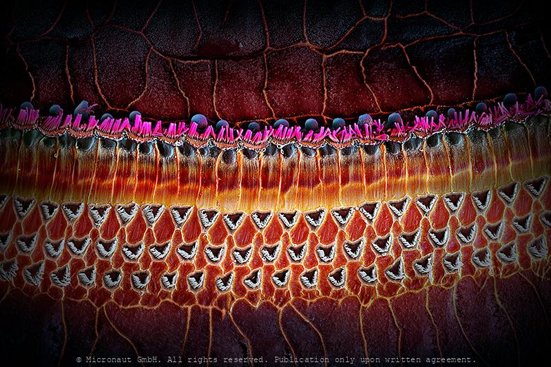 Science | Micronaut: The fine art of microscopy by science photographer ...