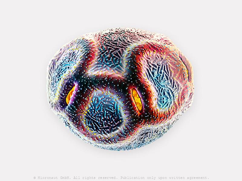 Pollen | Micronaut: The fine art of microscopy by science photographer ...