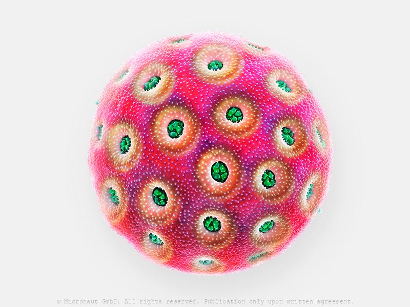 New Images | Micronaut: The fine art of microscopy by science ...