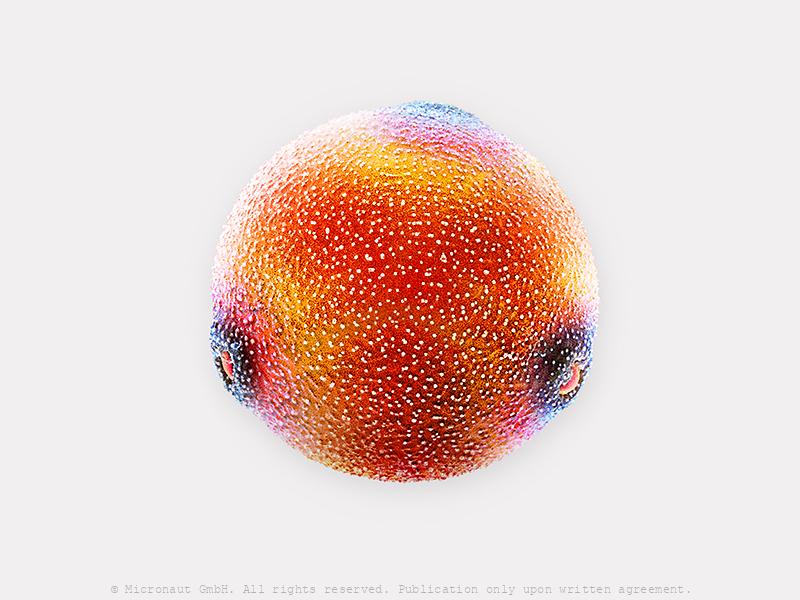 Pollen | Micronaut: The fine art of microscopy by science photographer ...