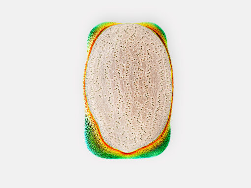Foxtail Lily Pollen Grain (Eremurus robustus) | Micronaut: The fine art ...