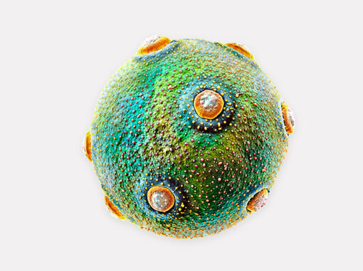 Plantain Pollen – The Dymaxion Principle | Micronaut: The fine art of ...
