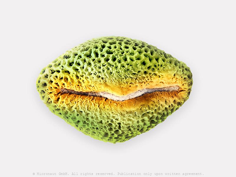 Pollen | Micronaut: The fine art of microscopy by science photographer ...