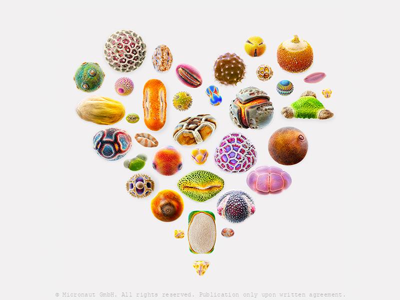 Pollen | Micronaut: The fine art of microscopy by science photographer ...