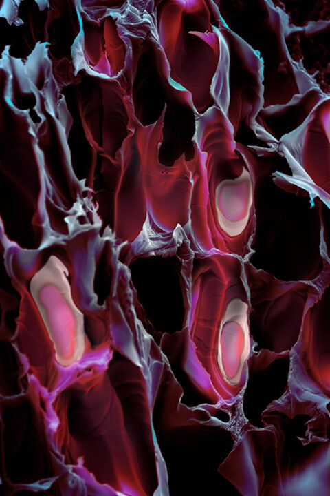 Bone Structure (Mus musculus) | Micronaut: The fine art of microscopy ...