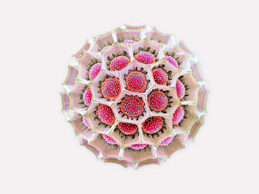 Globe Amaranth pollen (Gompherena globosa) | Micronaut: The fine art of ...