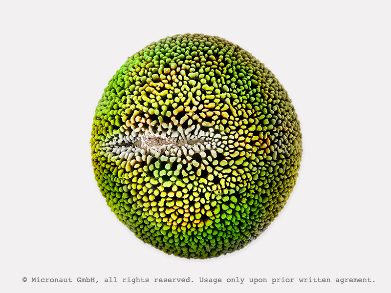 Pollen | Micronaut: The fine art of microscopy by science photographer ...