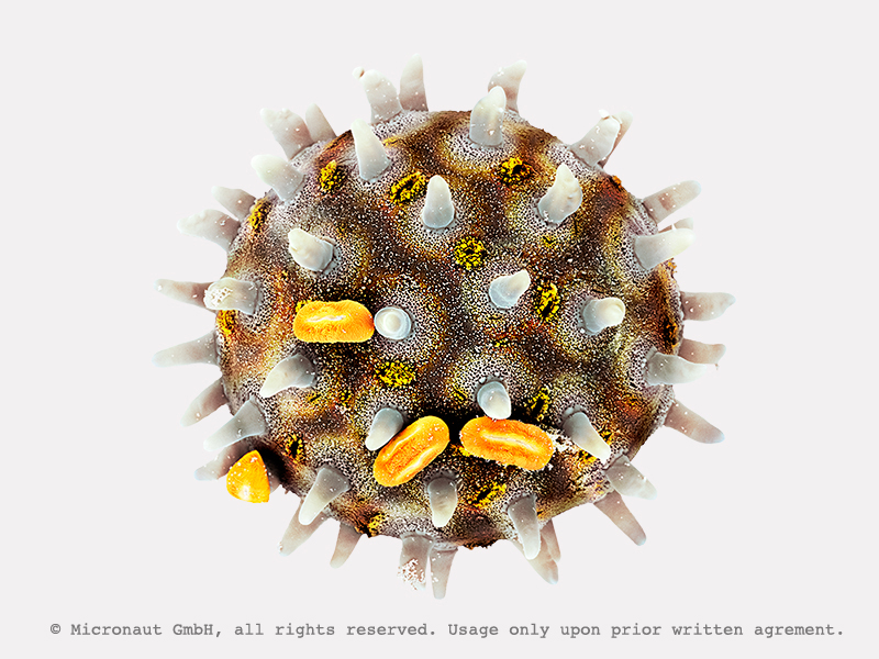 Pollen | Micronaut: The fine art of microscopy by science photographer ...