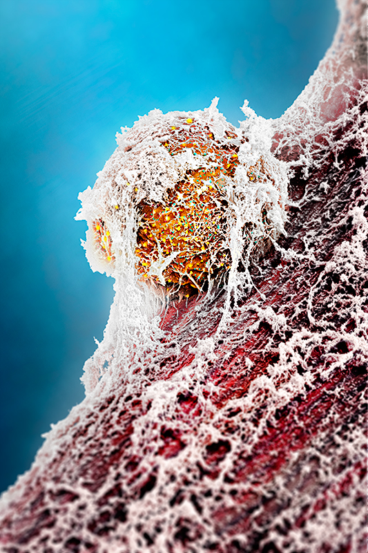 Science | Micronaut: The fine art of microscopy by science photographer ...