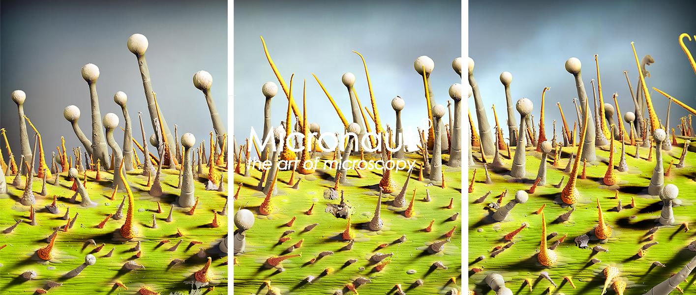 Secret Gardens of Planet E – Loasa triphyllum | Micronaut: The fine art ...